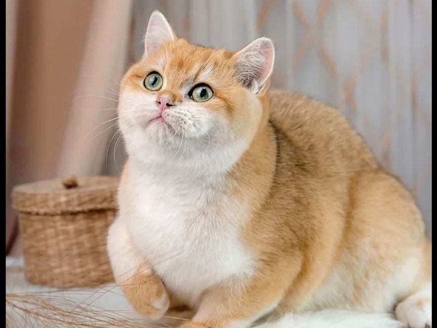 Котенок золотая шиншиллы