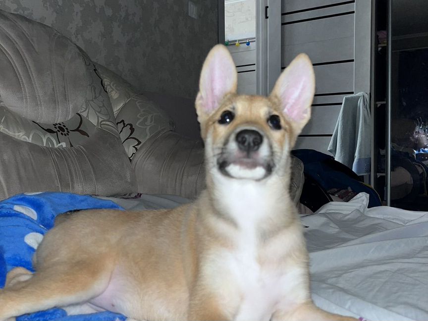 Отдам в добрые руки бесплатно