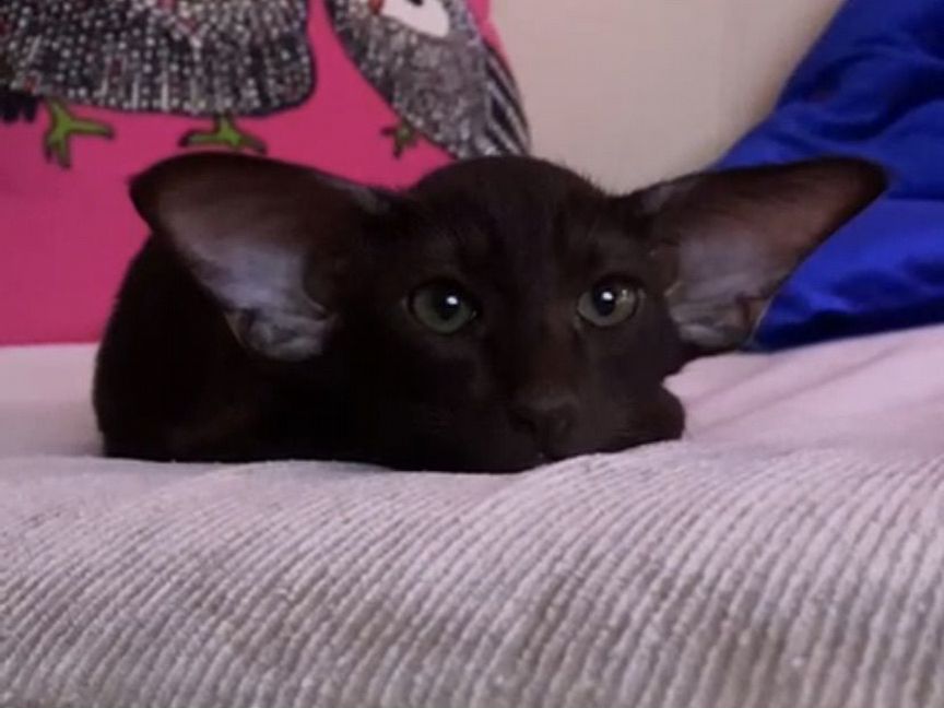 Ориентальный котик