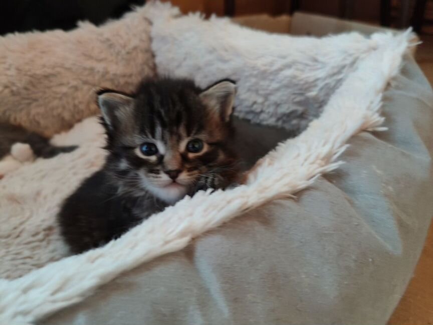 Пушистая кошечка