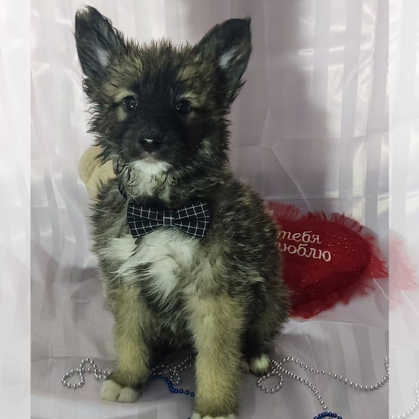 Маленькие волчата ищут дом