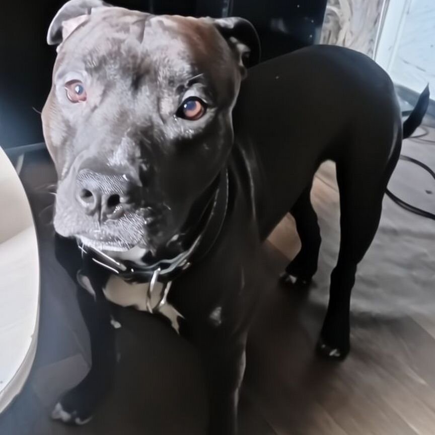 Американский стаффордширский терьер, щенок