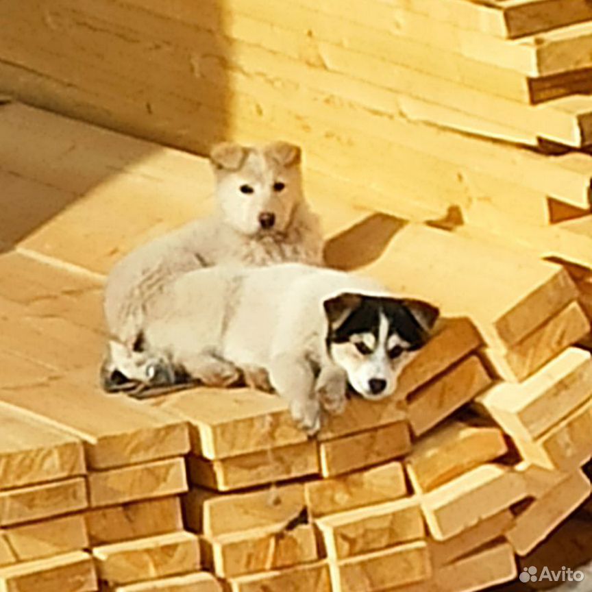 Щенок дворняжка