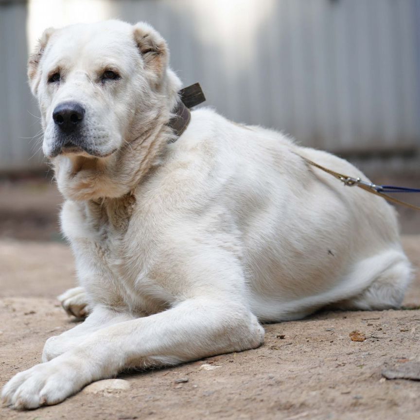Среднеазиатская овчарка, взрослый пёс