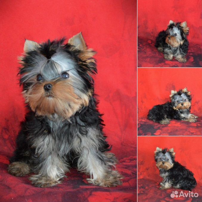 Мальчик микро йорк