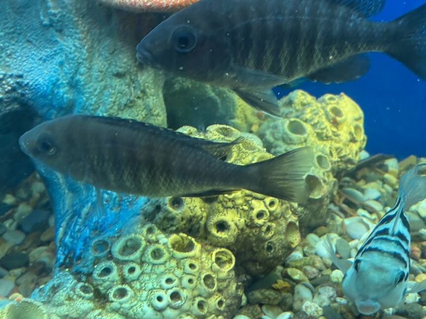 Аквариумные рыбки