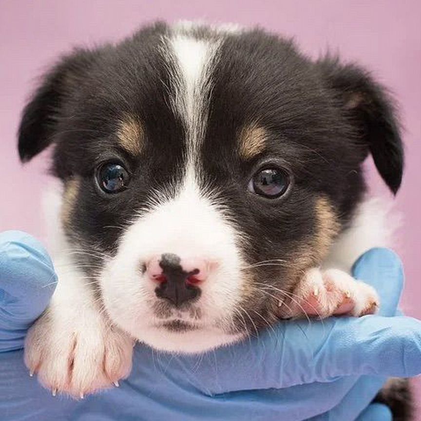 Лабрадор-ретривер, щенок