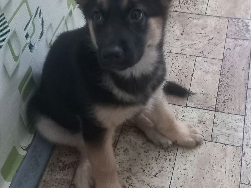 Щенок немецкой овчарки девочка