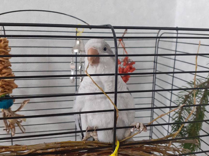 Попугай монах квакер калита птенец