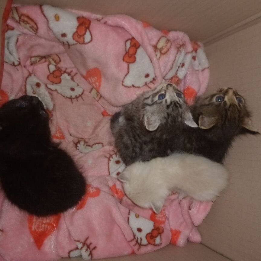 Отдам котят в добрые руки