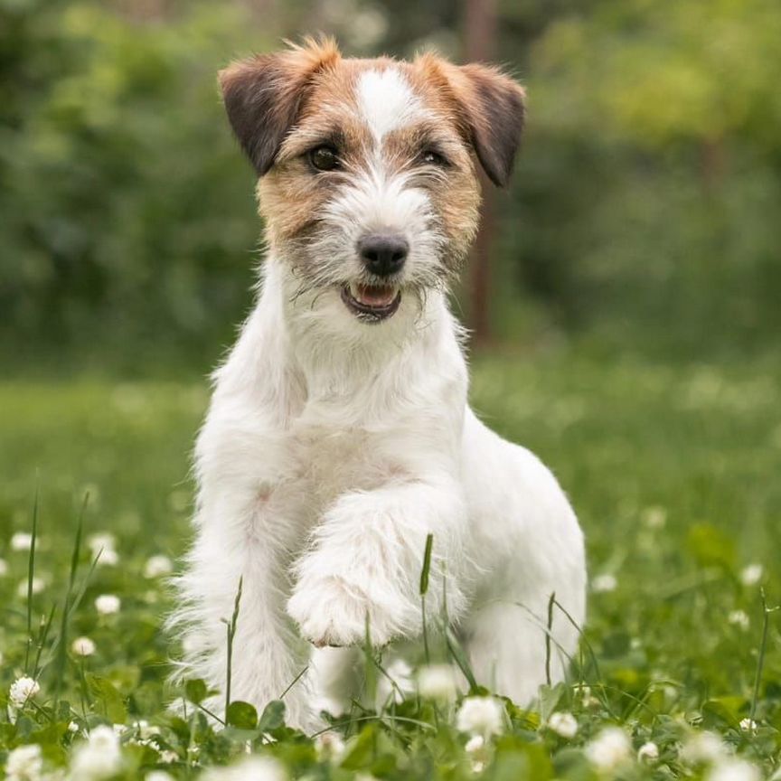 Джек-рассел-терьер, щенок