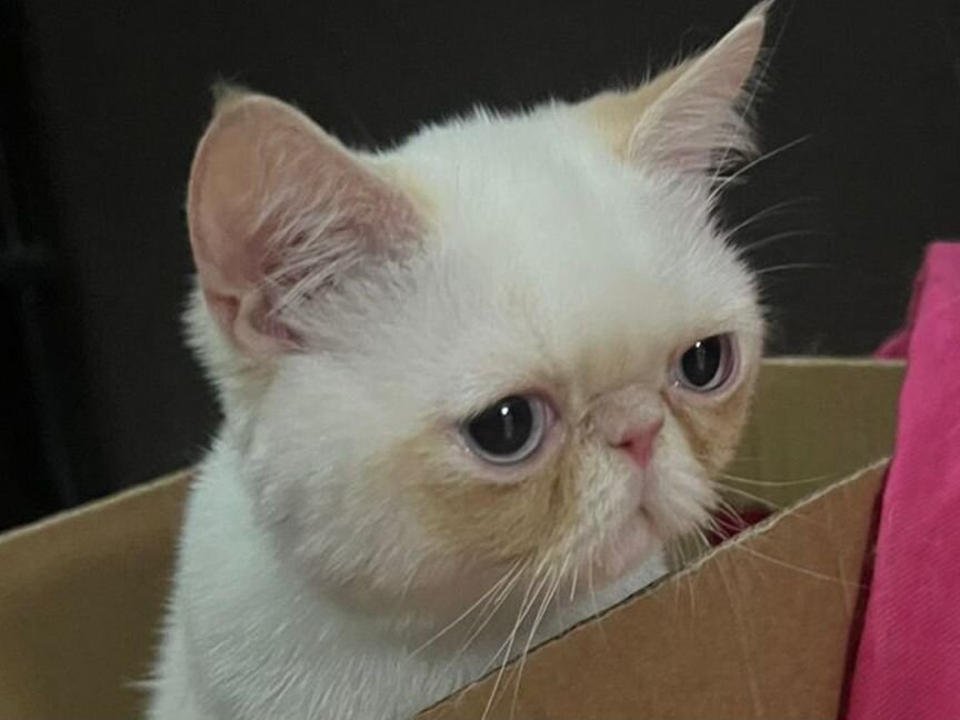 Персидский котенок