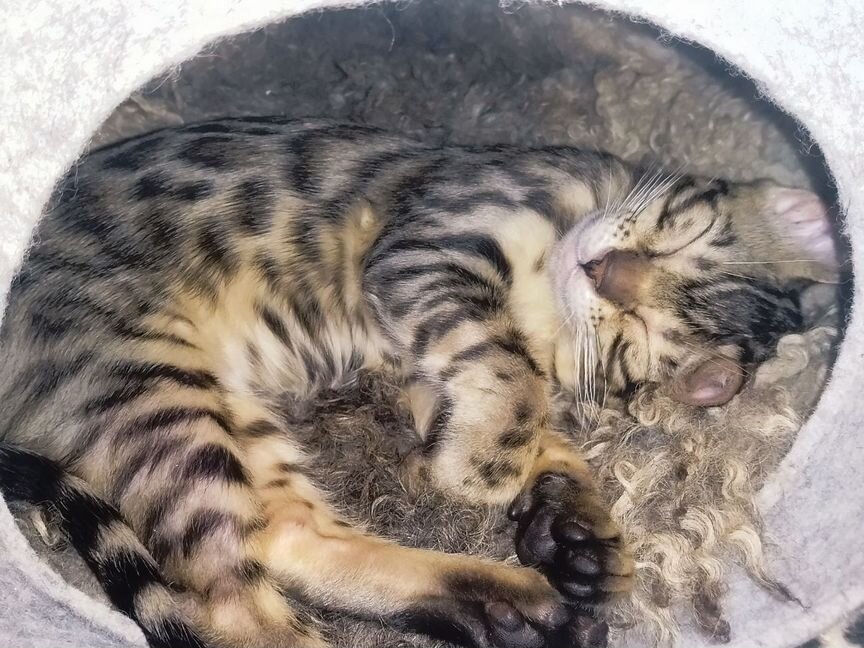 Бенгальская кошечка. Бенгальские котята. Бенгалы