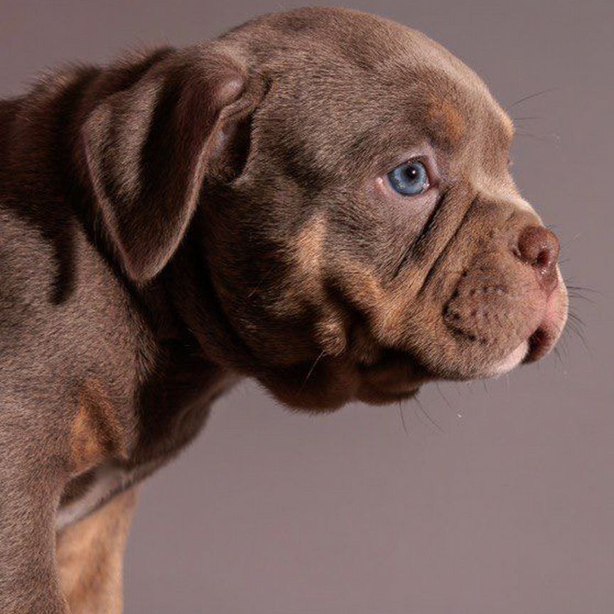 Американский булли, щенок