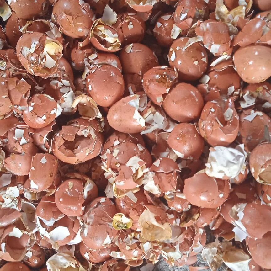 Яичная скорлупа