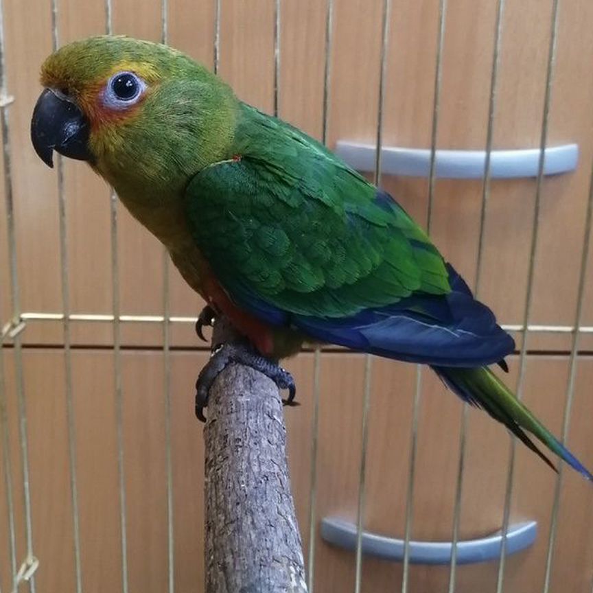 Птенец Аратинга Яндайя