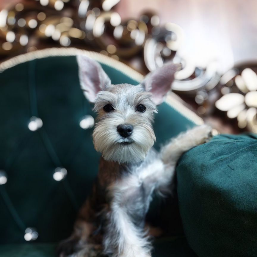 Той шнауцер