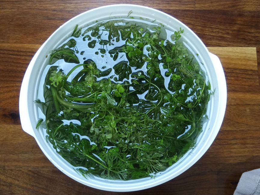 Аквариумные растения прополка