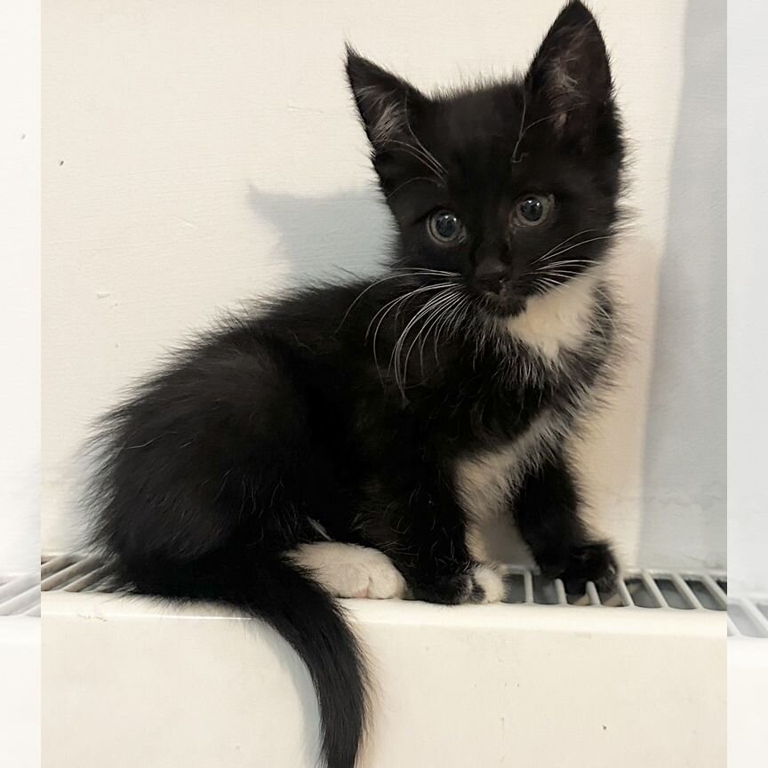 Котёнок в добрые руки