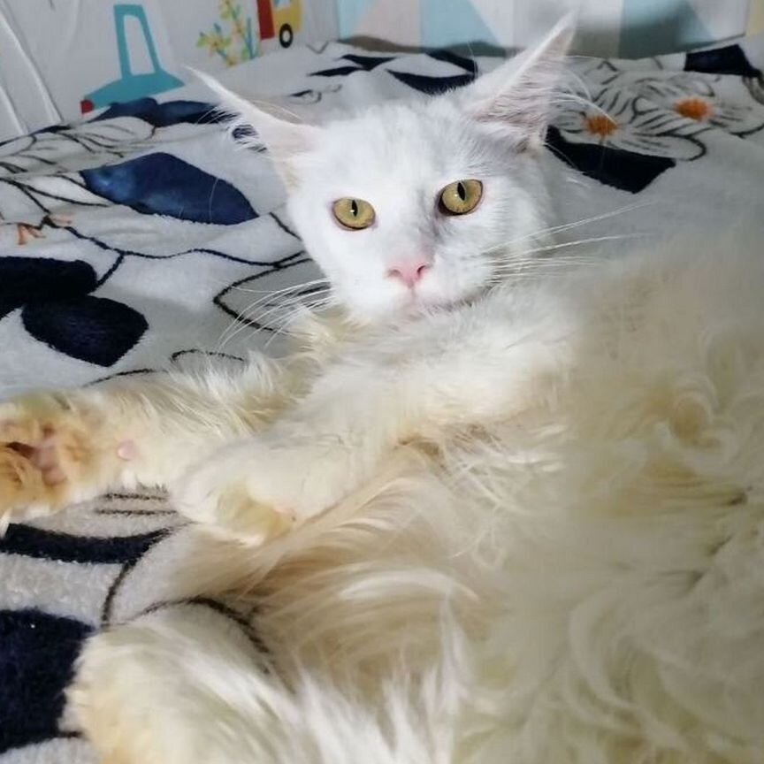 Котята мейкун