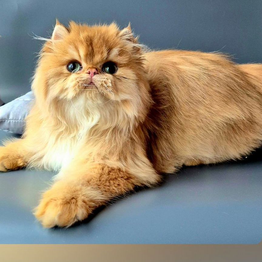 Шикарный британский котик золотая шиншилла