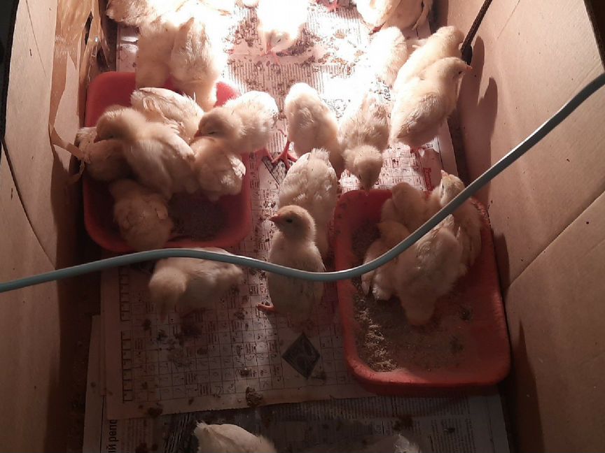 Продам цеплят 10 дневок