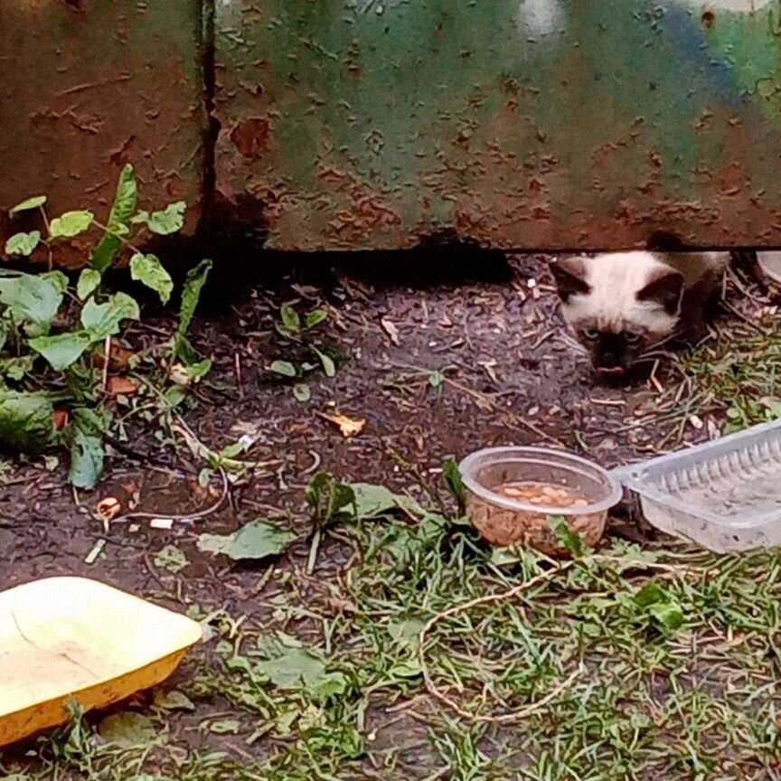 Бездомные котята живут на улице