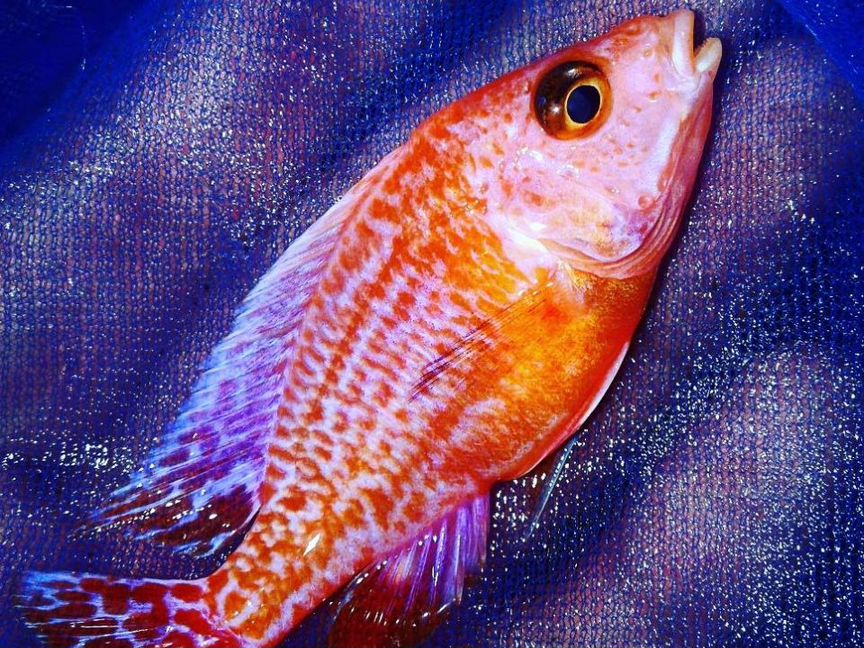 Молодь Аулонокар Орхидей