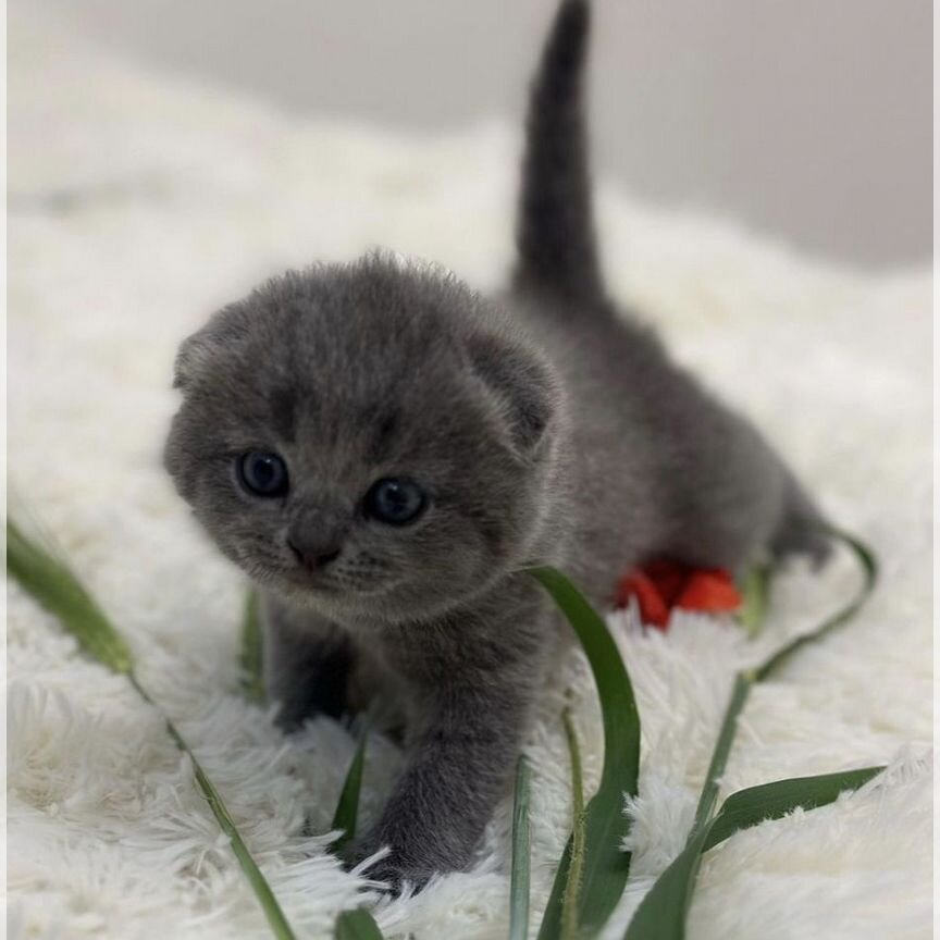 Шотландские люксовые вислоухие котята