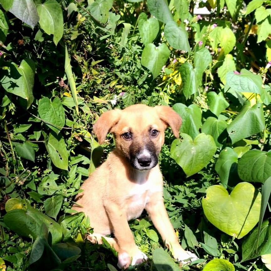 Непоседа Рекс - друг детей