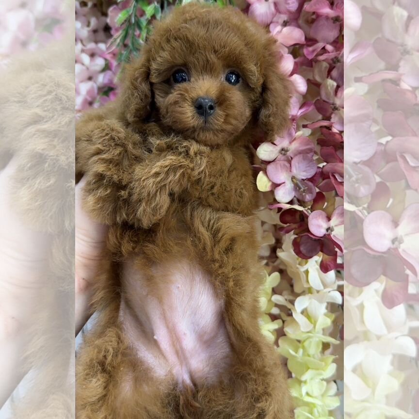 Той-пудель, щенок