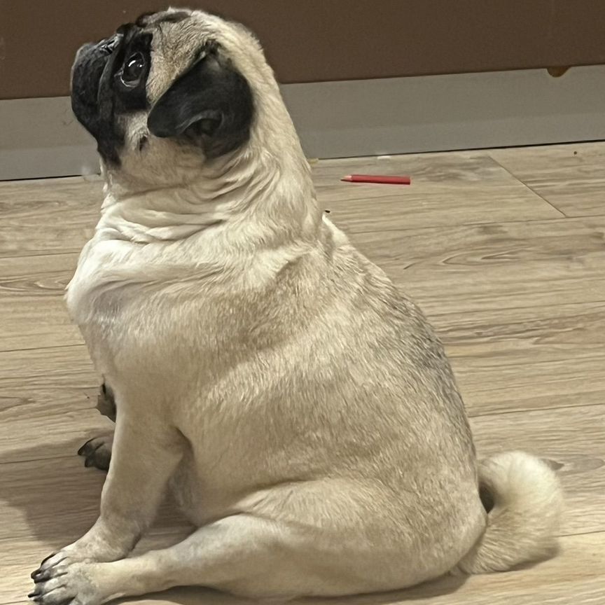 Мопс