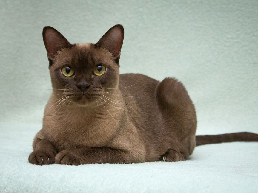 Бурманская кошка в добрые руки