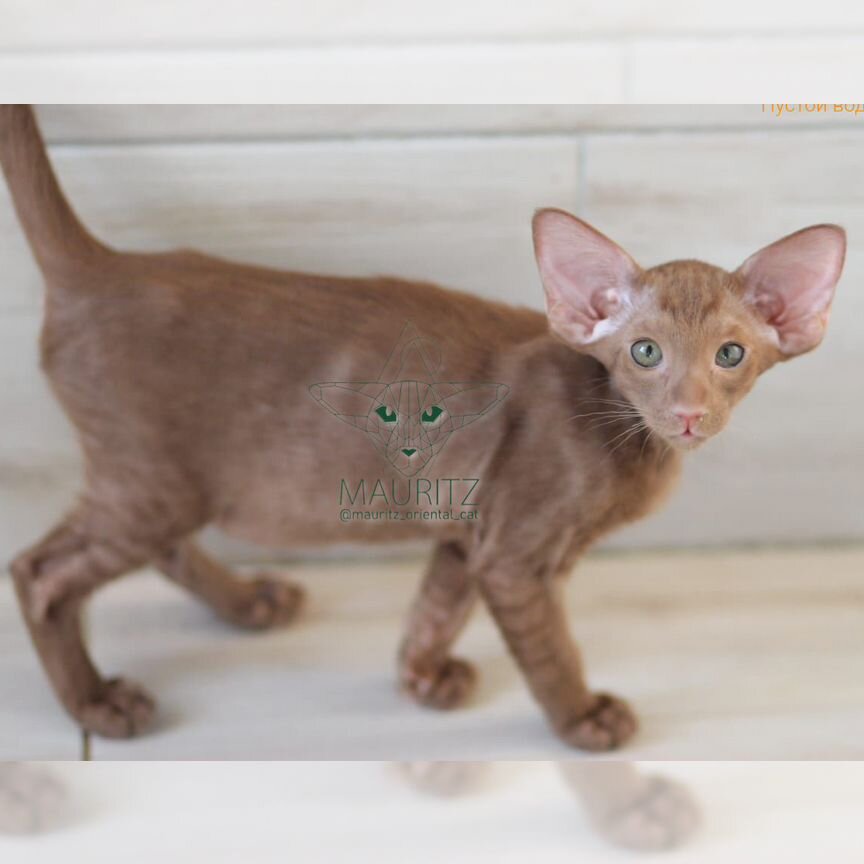 Ориентальная цинамон девочка