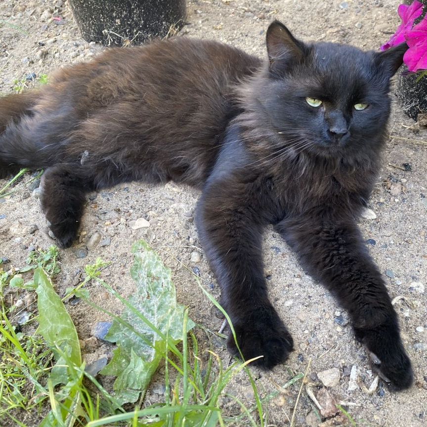 Отдадим кота в добрые руки