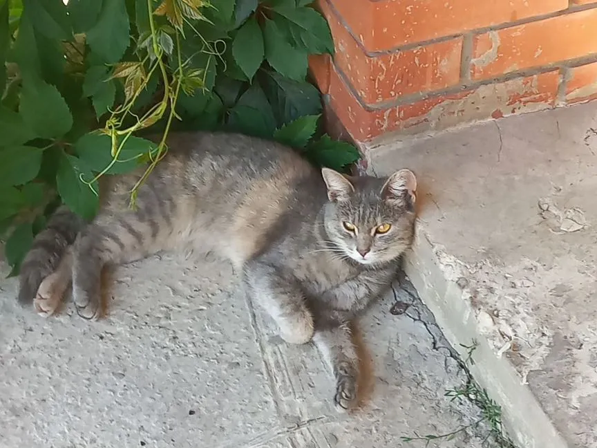 Кошка