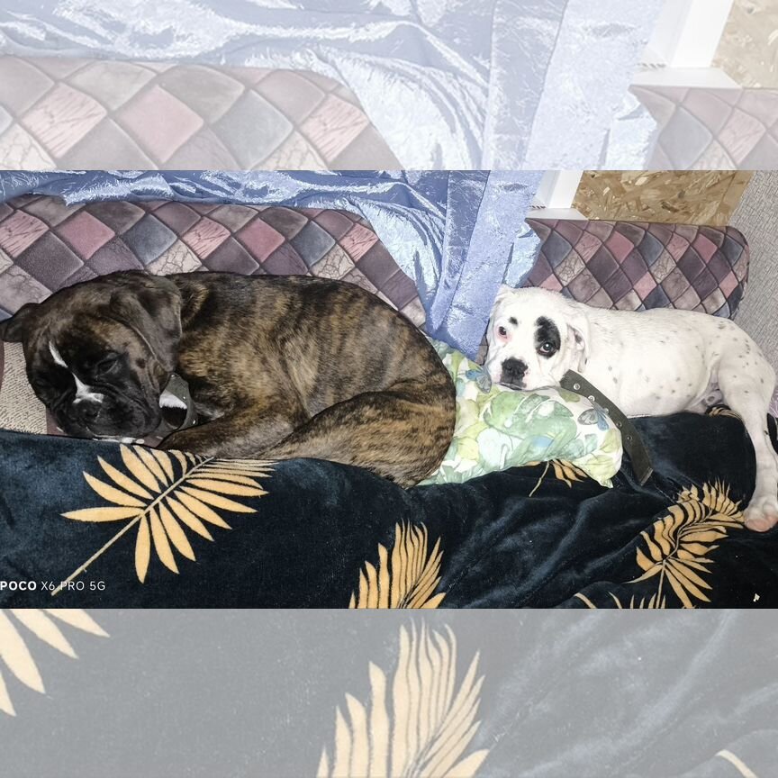 Боксер, щенок