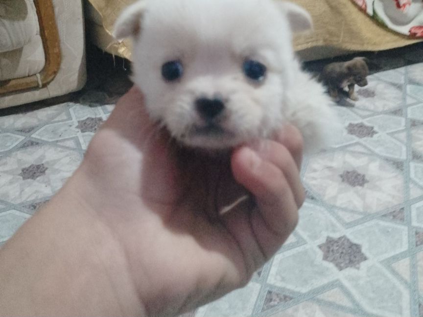 Той-терьер щенки