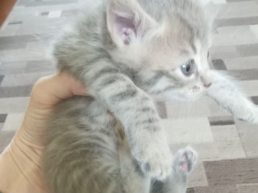 Милые котята в добрые руки (обе девочки, месяц)