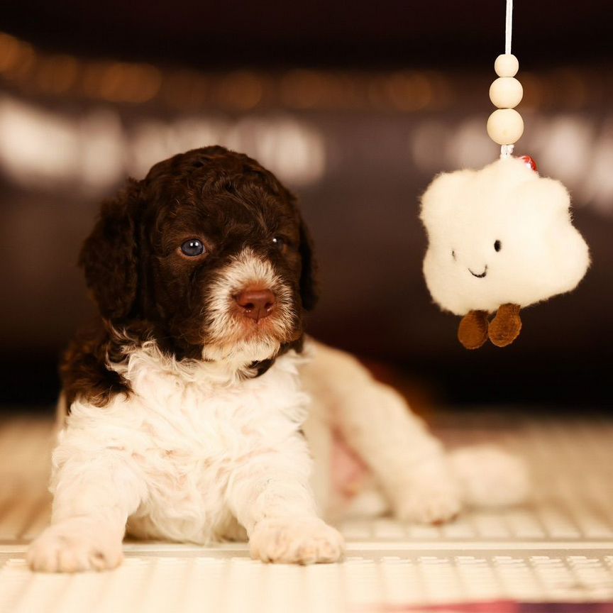 Лаготто романьоло