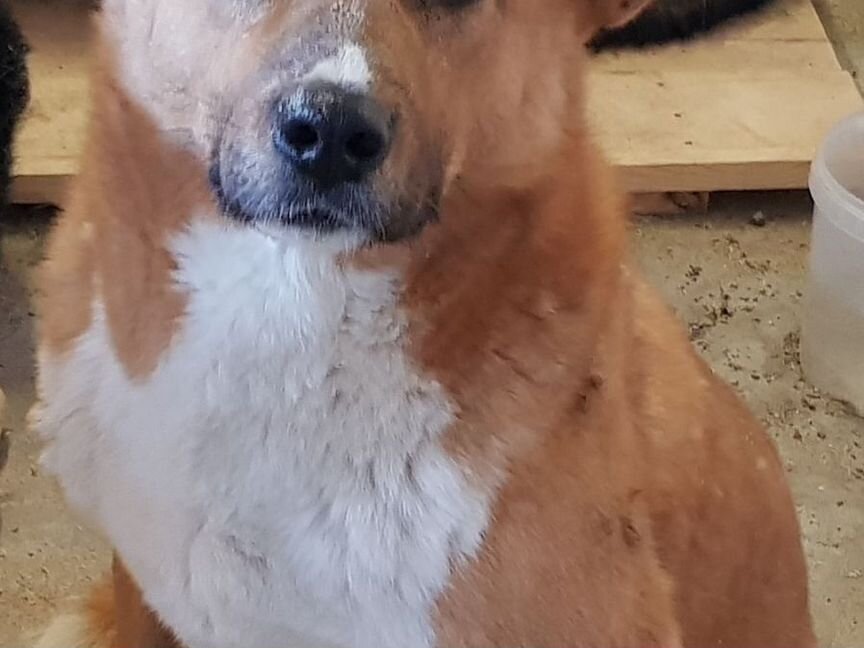 Собаки приюта ищут дом