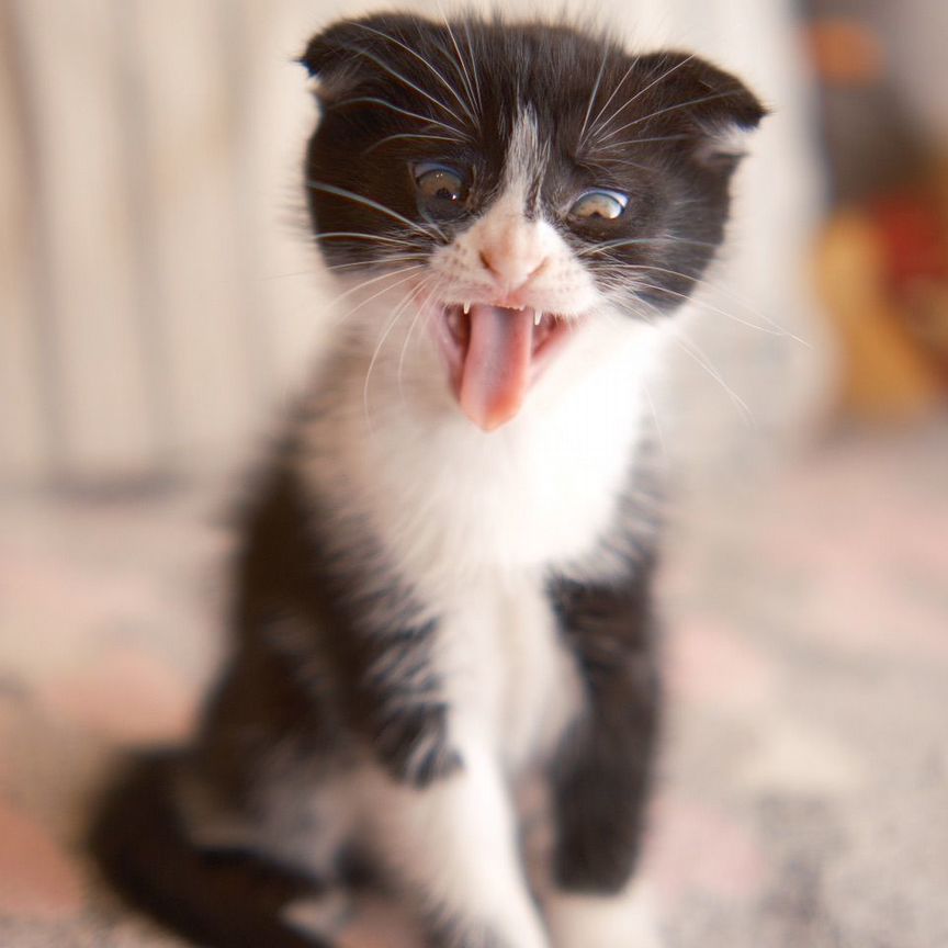 Котятки