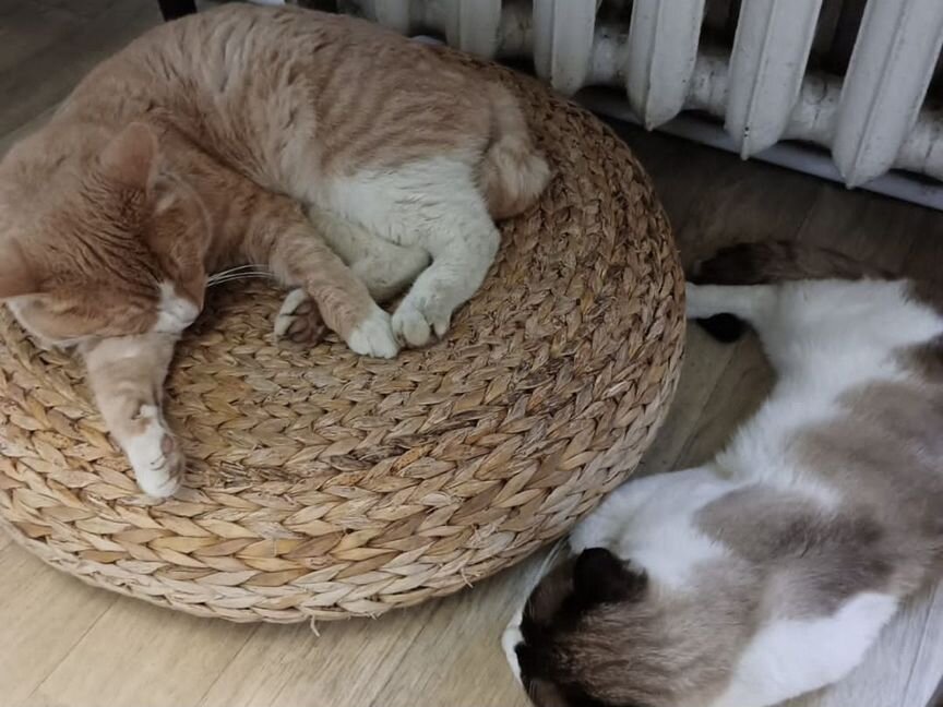 Молодые котики, в добрые руки, кастрированны