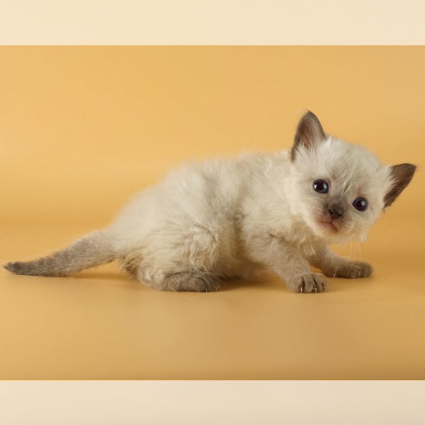 Сибирские котята невского окраса от заводчика