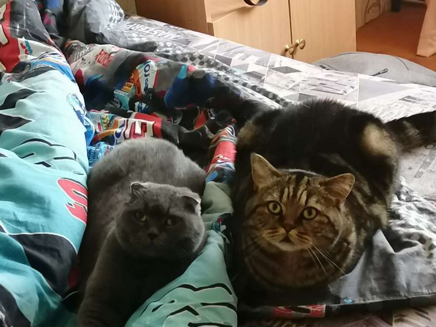 Отдам кота прямоухого в добрые руки