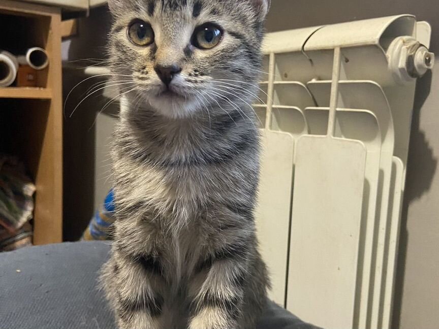 Мышка в добрые руки