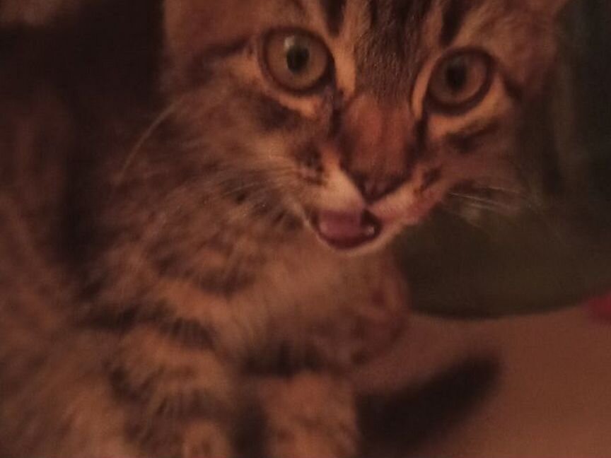 Кот