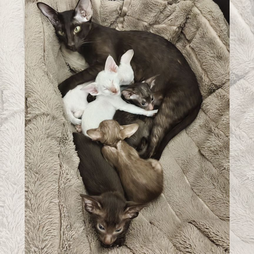 Ориентальный котёнок