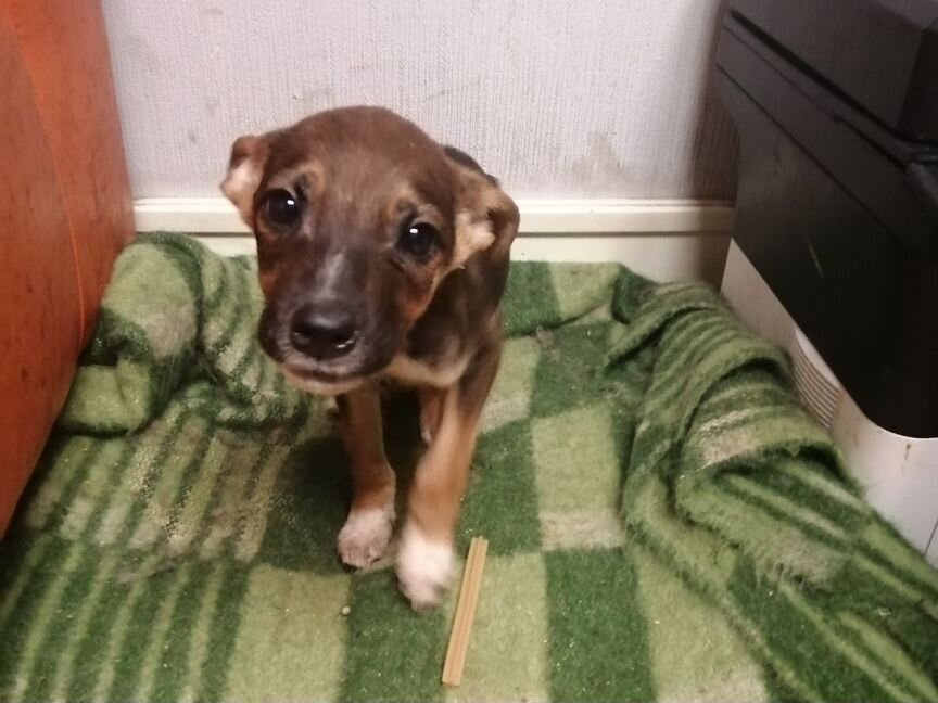 Спасите малыша с отлова