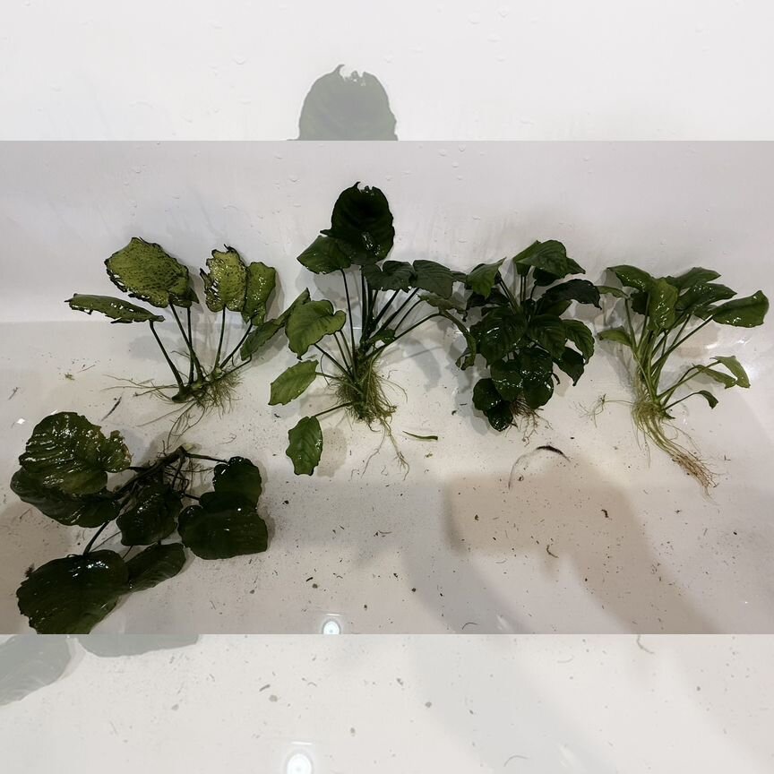 Аквариумное растение